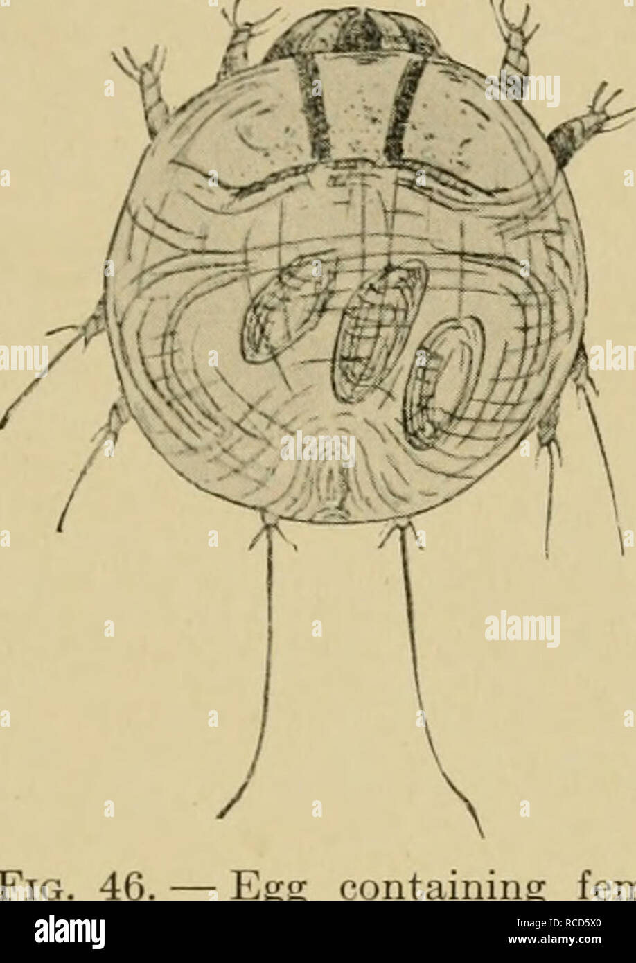 Feather mites hi-res stock photography and images - Alamy