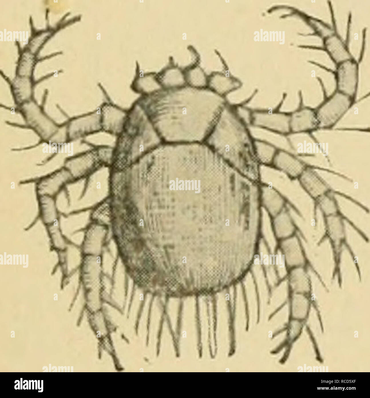 Scabies Mites High Resolution Stock Photography and Images - Alamy