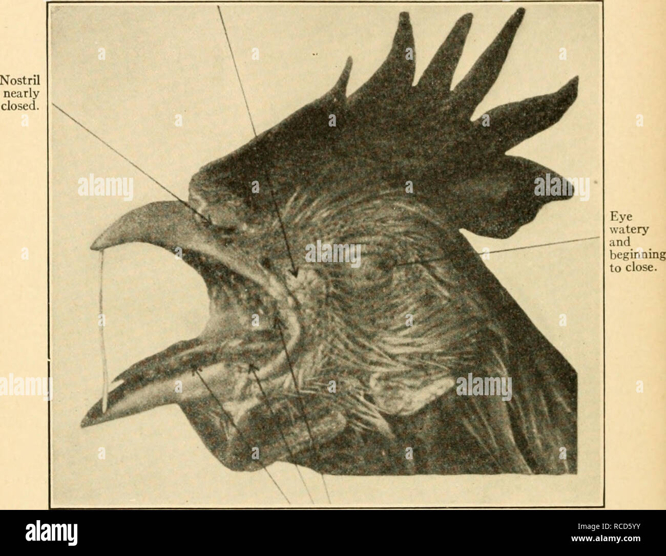 . Diseases of poultry; their etiology, diagnosis, treatment, and ...