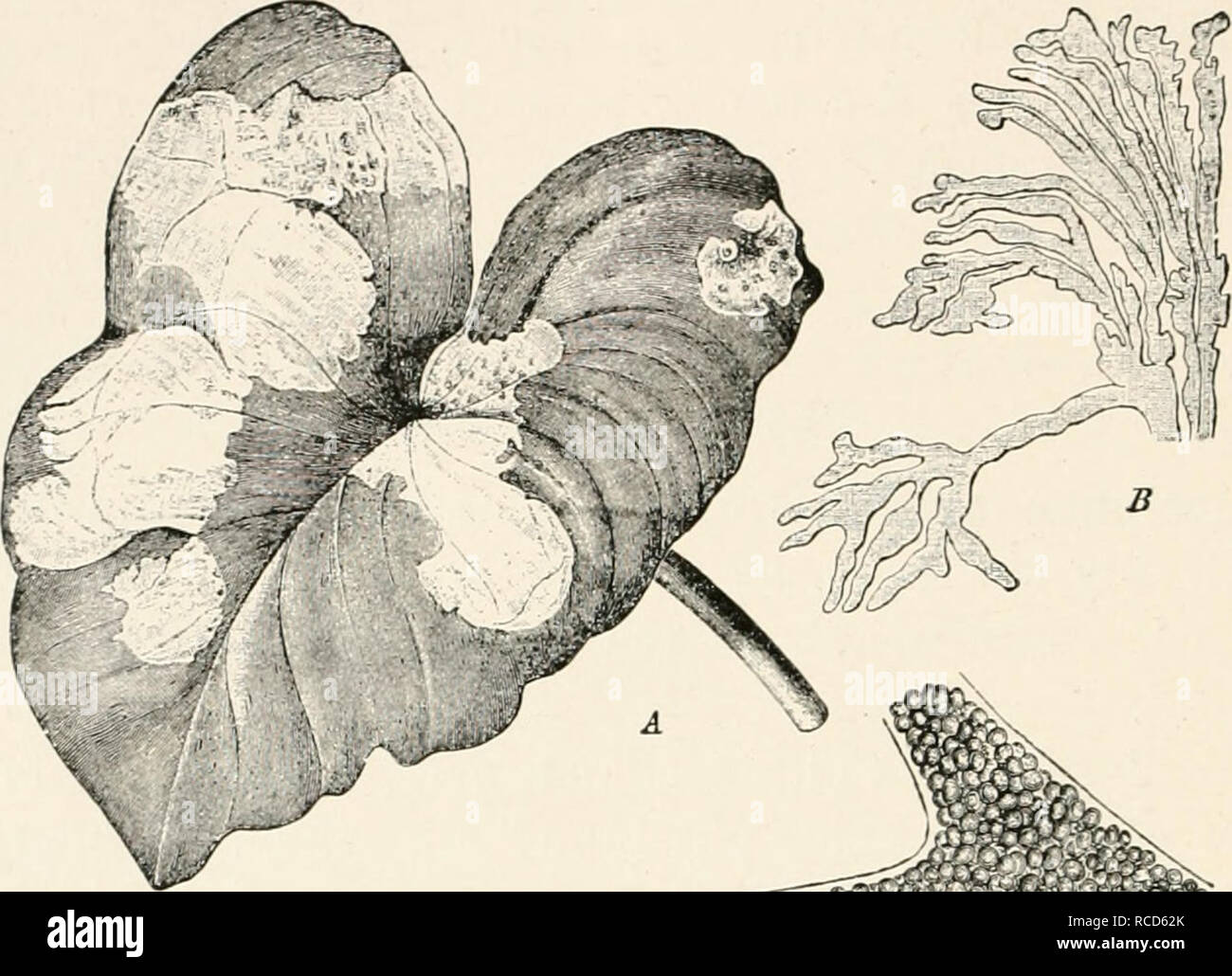 Pathogenic alga hi-res stock photography and images - Alamy