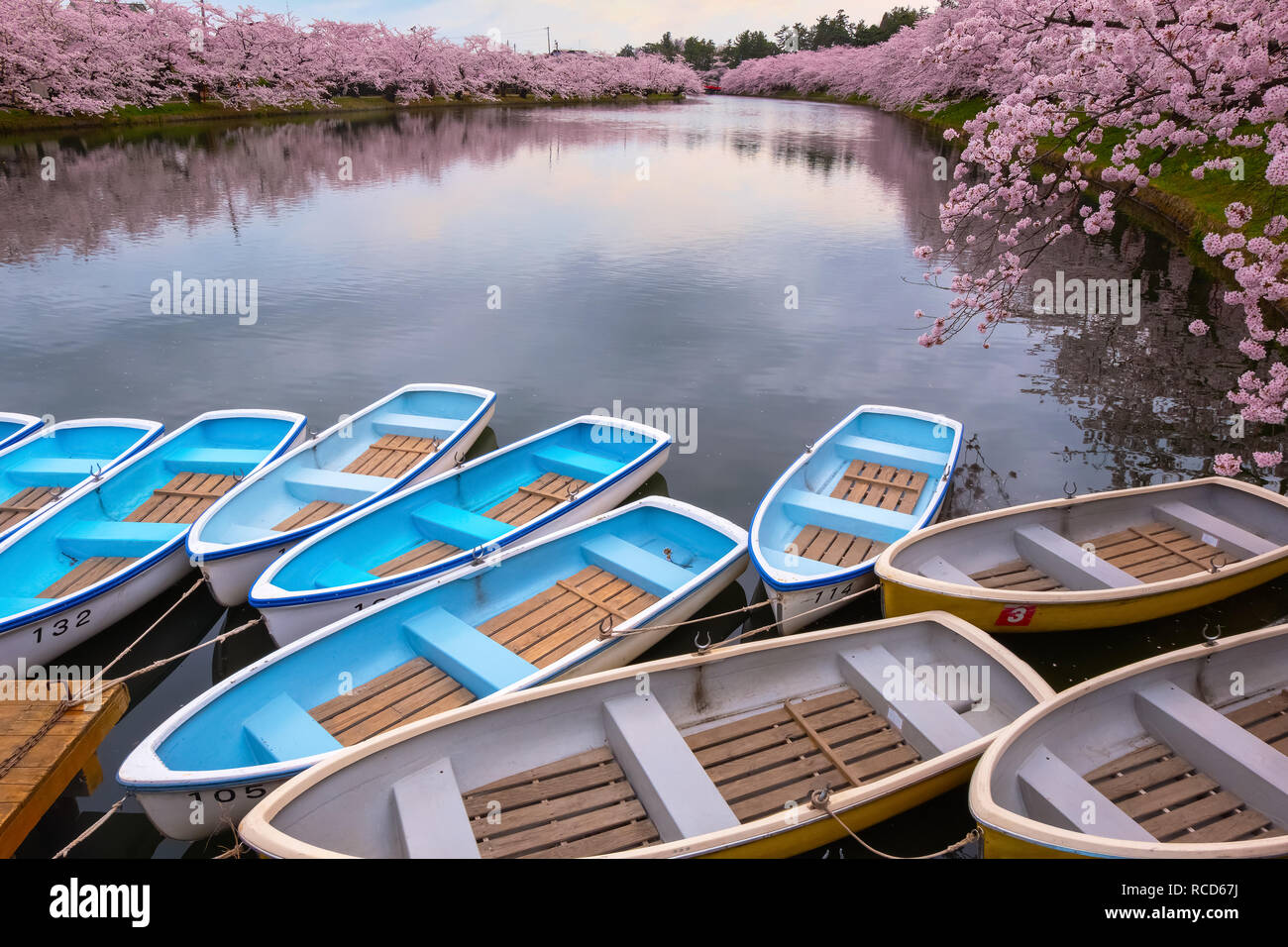 Hirosaki, Japan - April 23 2018: Full bloom Sakura - Cherry Blossom at ...
