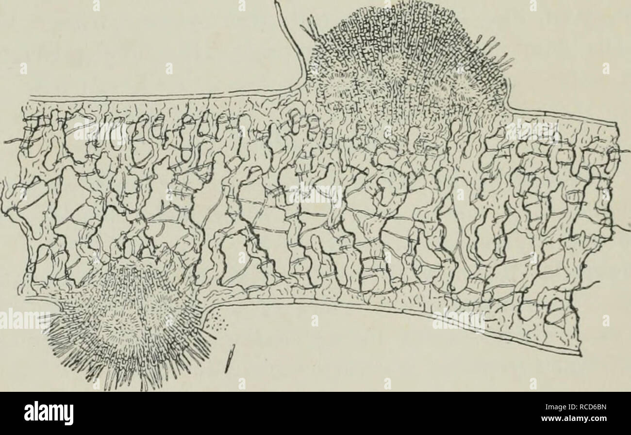 . Diseases of plants induced by cryptogamic parasites; introduction to ...