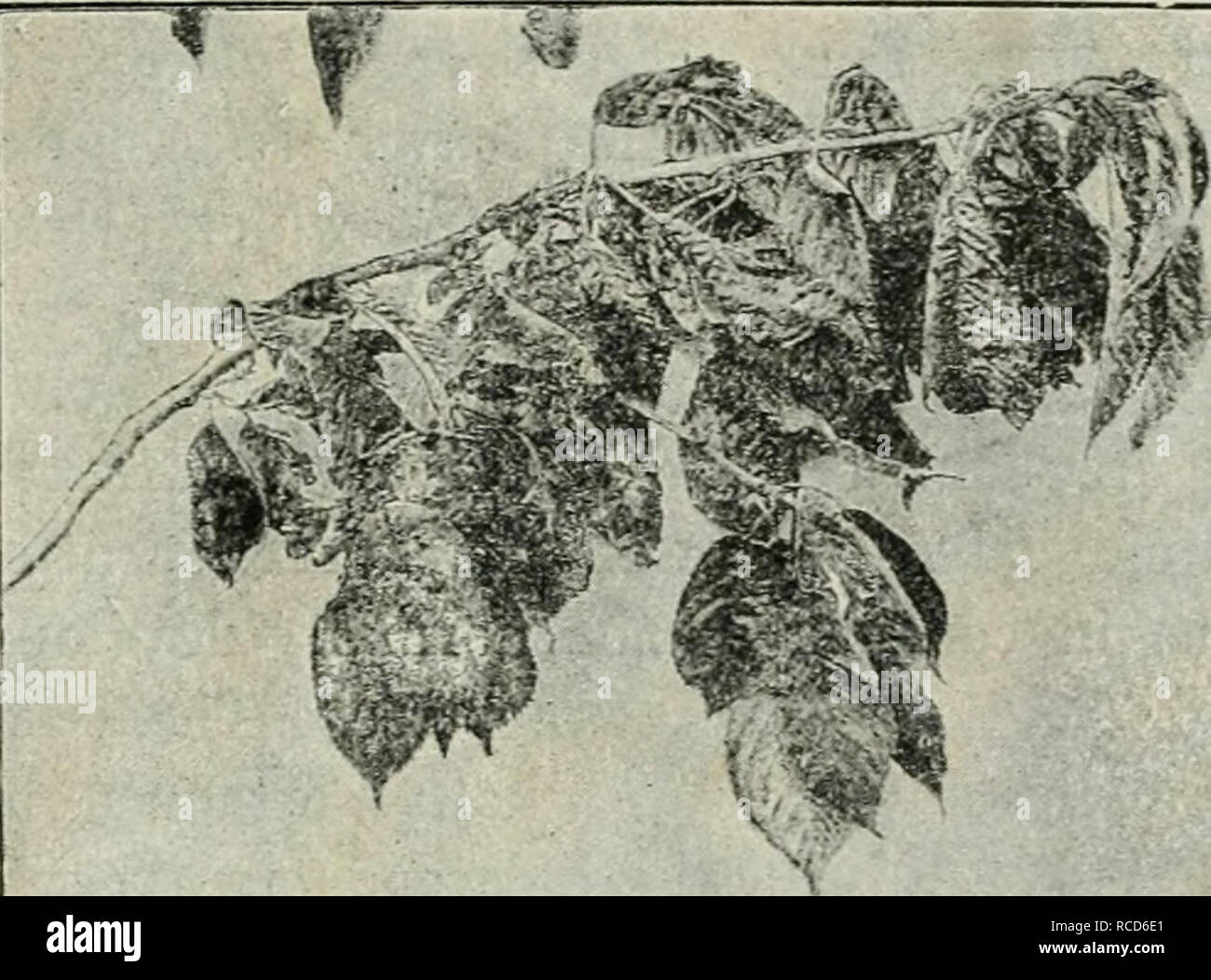 Exoascus deformans hi-res stock photography and images - Alamy