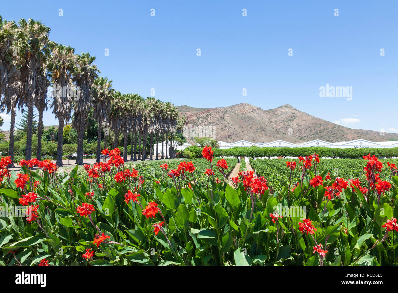 boundary of vineyards, Van Loveren Wine Estate, Route 62, Robertson ...