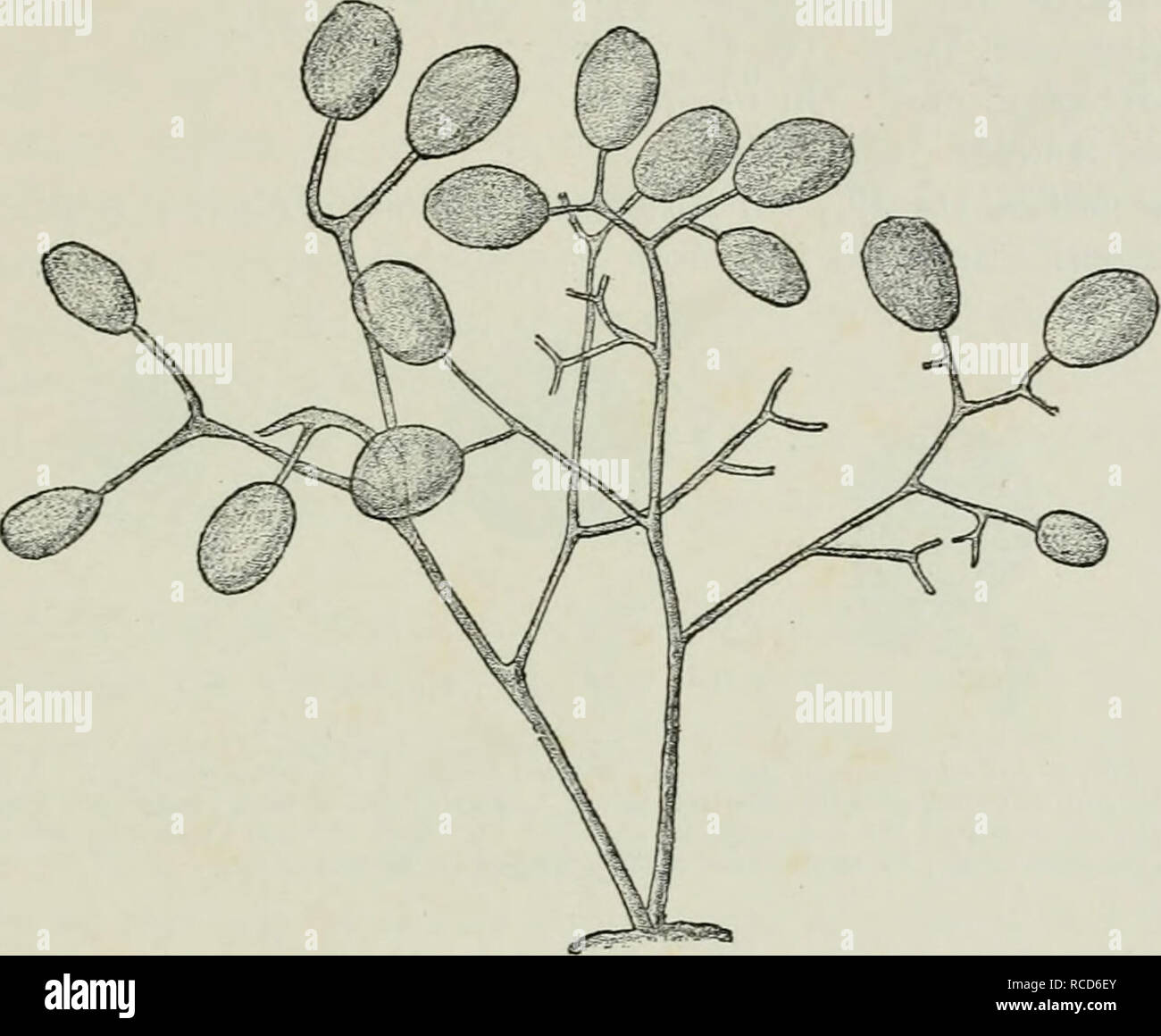 . Diseases of plants induced by cryptogamic parasites; introduction to ...