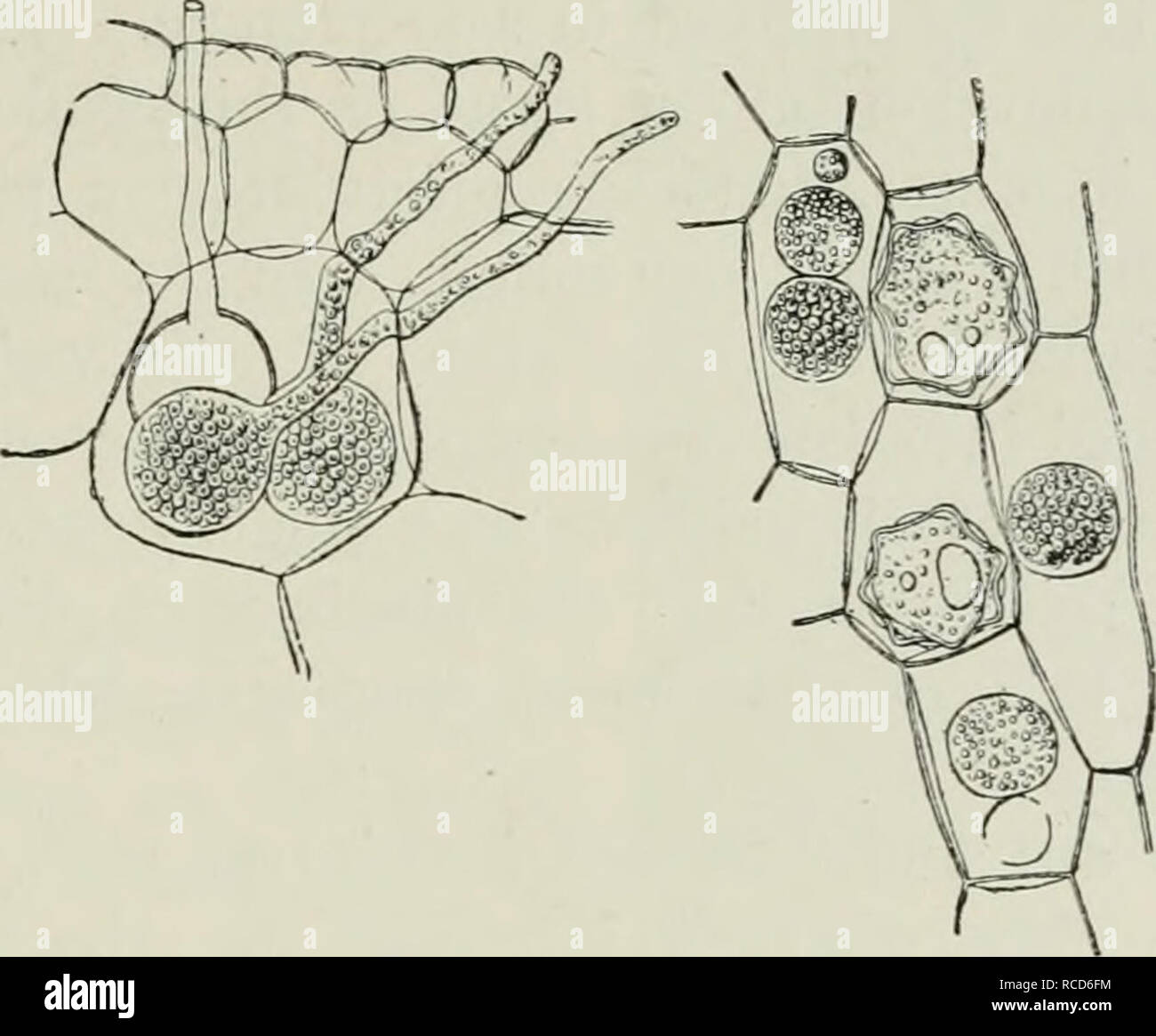 . Diseases of plants induced by cryptogamic parasites; introduction to ...