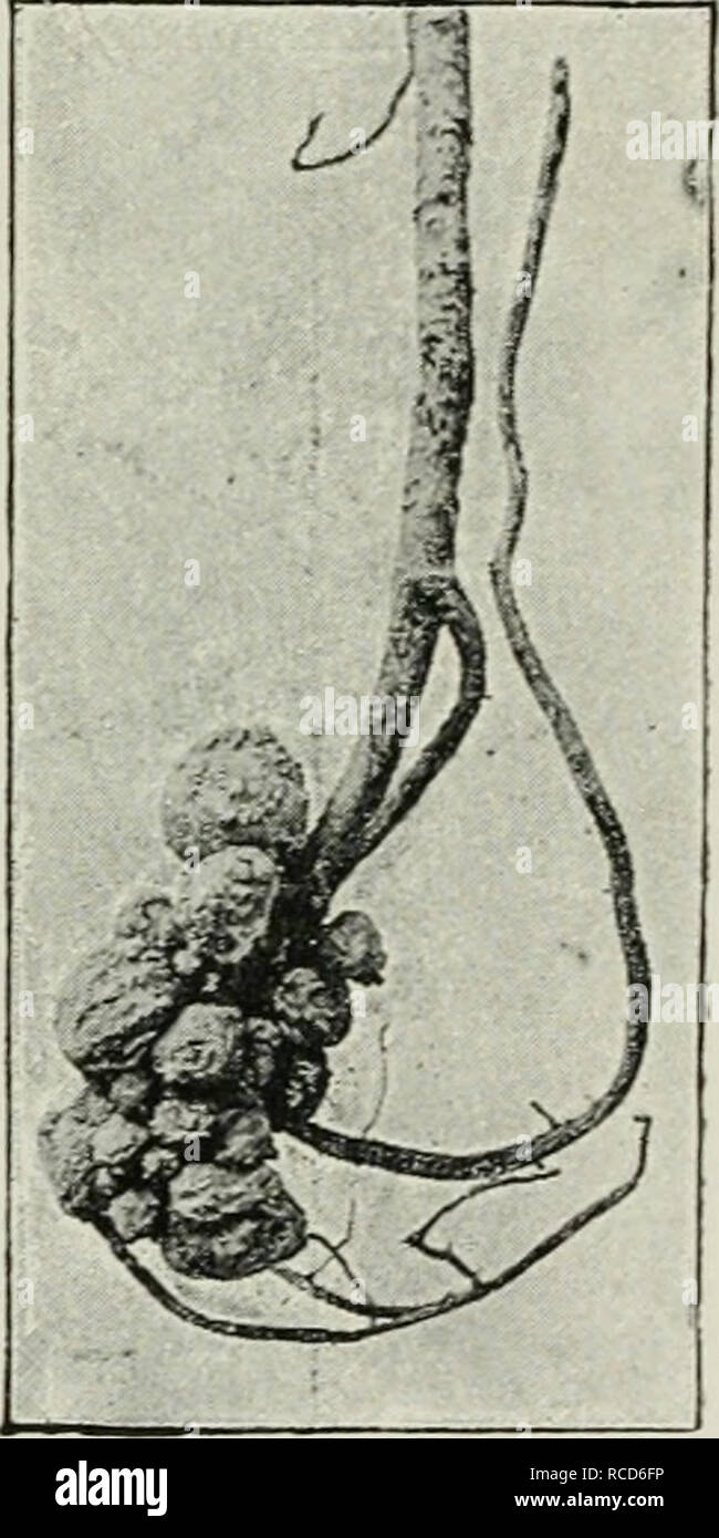 Frankia alni hi-res stock photography and images - Alamy