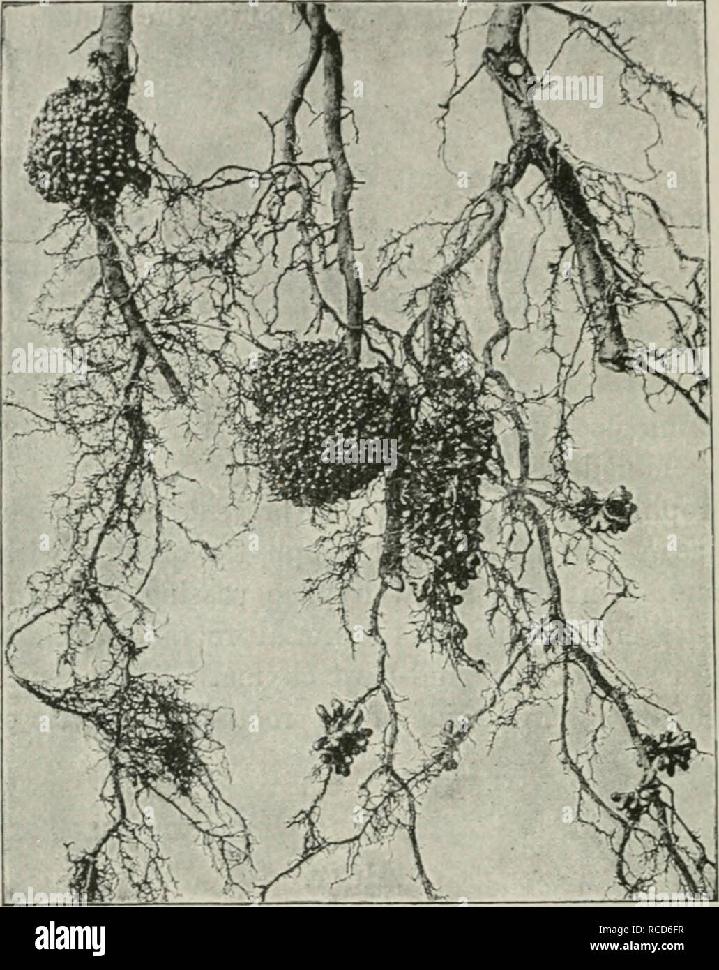 Parasitic root structures hi-res stock photography and images - Alamy