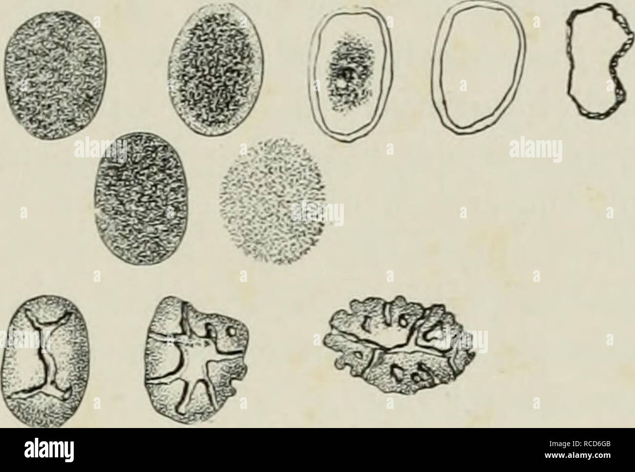 Granulose High Resolution Stock Photography and Images - Alamy