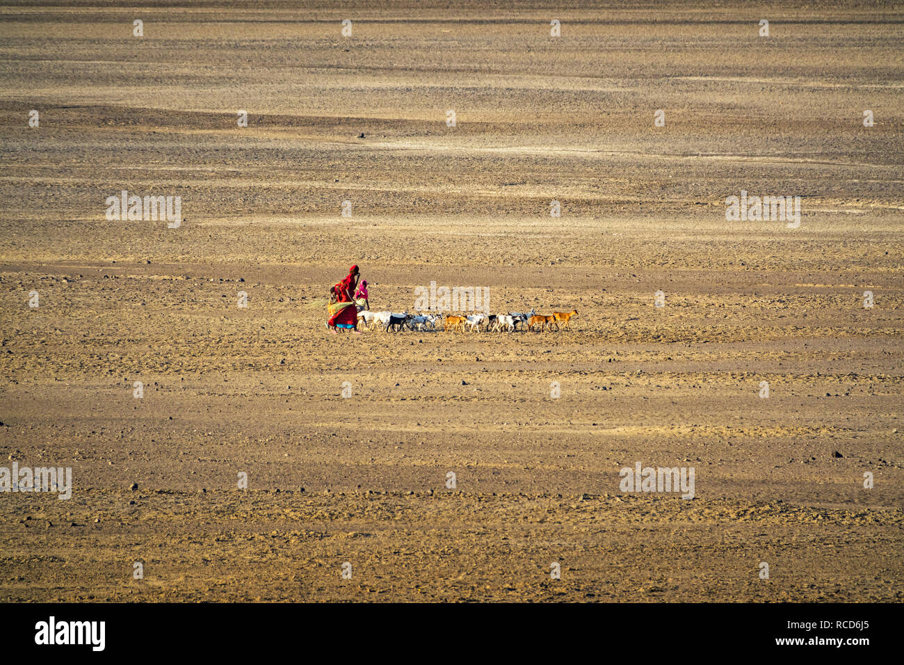 Goat shepherd tending goat tribe at Lake Abbe Djibouti Stock Photo - Alamy