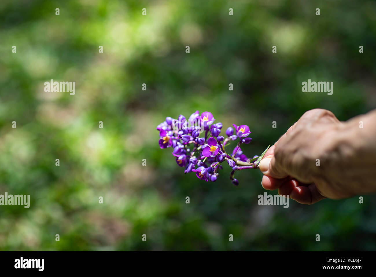 Hand holding a purple flower hi-res stock photography and images - Alamy