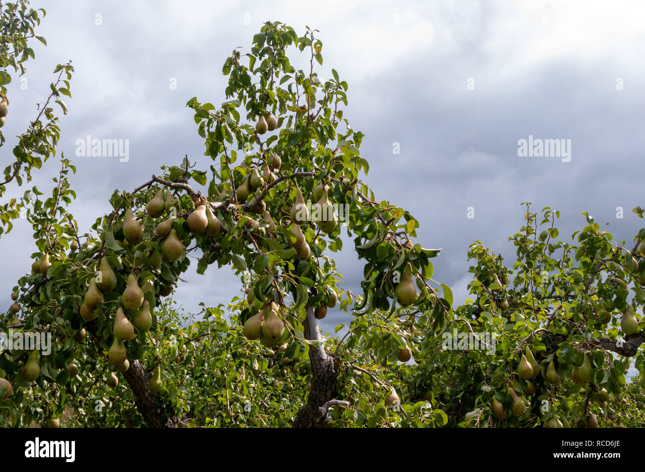 Growing fruit trees hi-res stock photography and images - Alamy