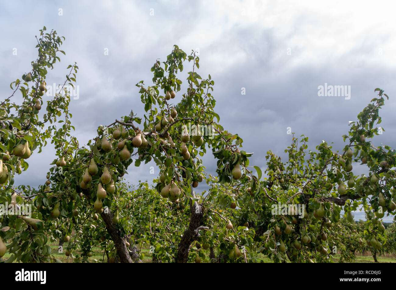 Growing perry pears hi-res stock photography and images - Alamy