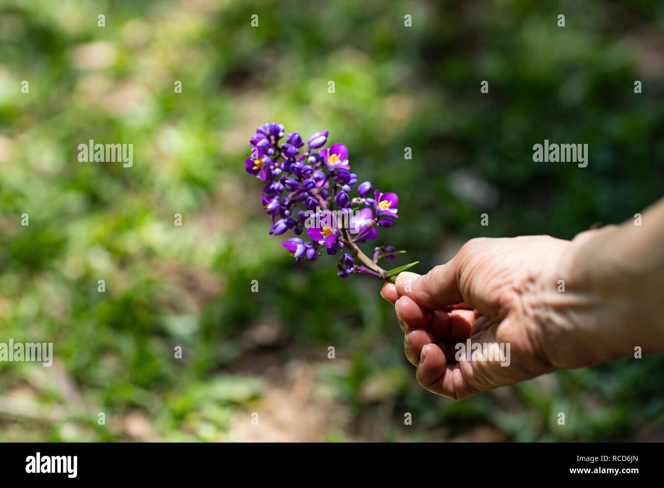 Purple hand hi-res stock photography and images - Alamy