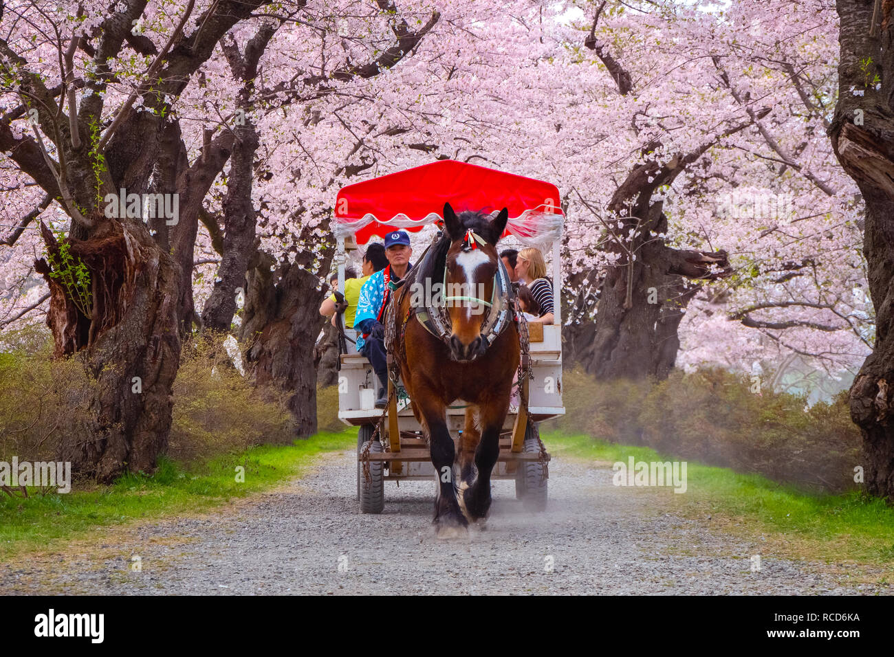 Iwate , Japan - April 22 2018: A Horse carriage carry a group of ...