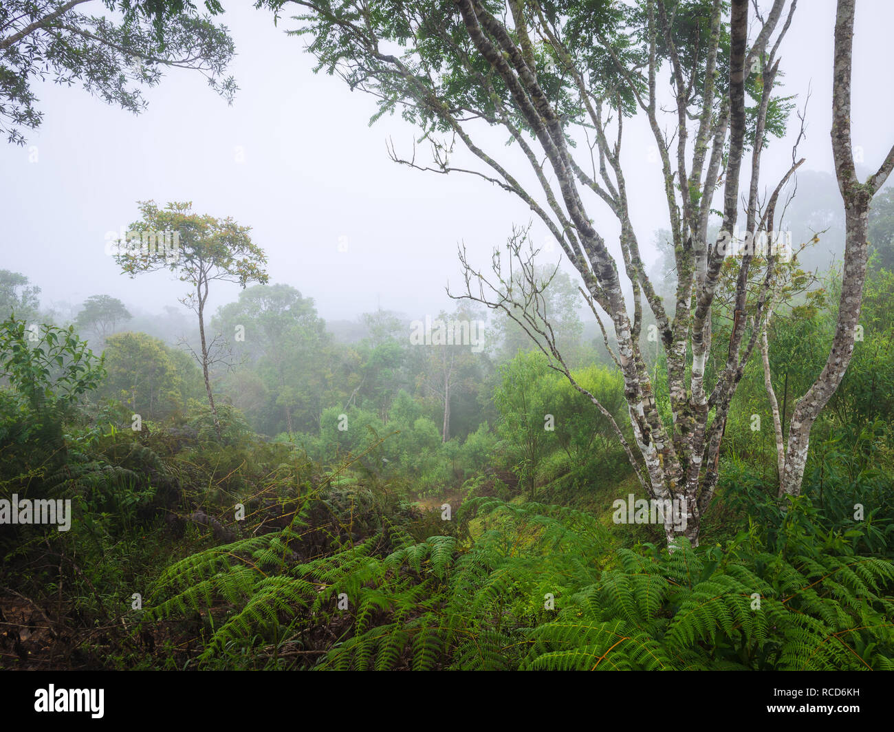 Brazilian Atlantic Forest woodland scene with early morning mist and ...