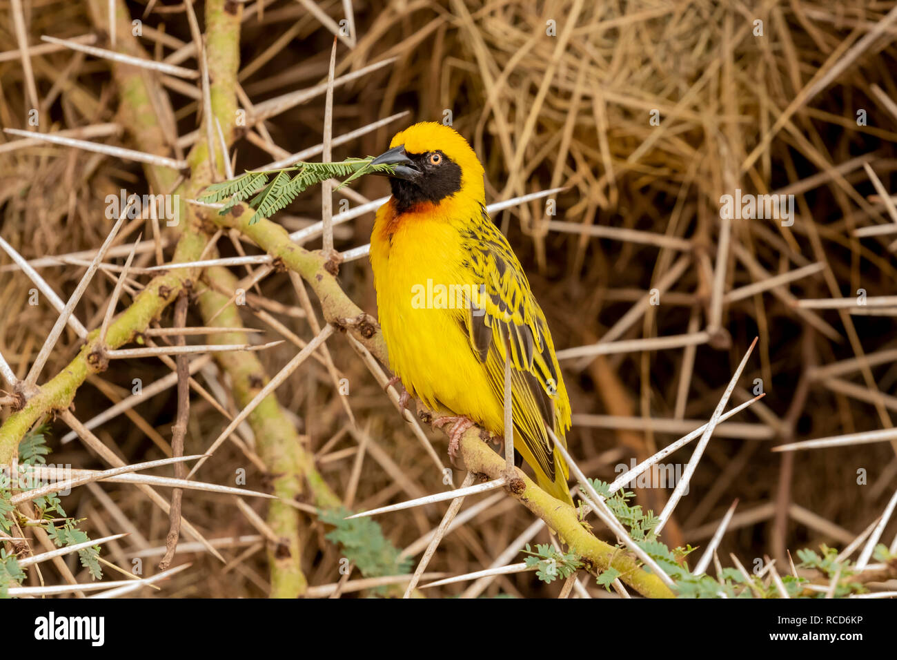African masked weavers hi-res stock photography and images - Alamy