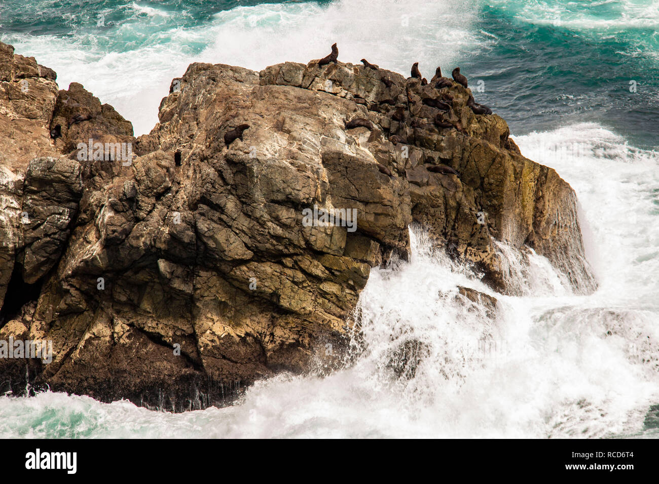 Paracas national park hi-res stock photography and images - Alamy