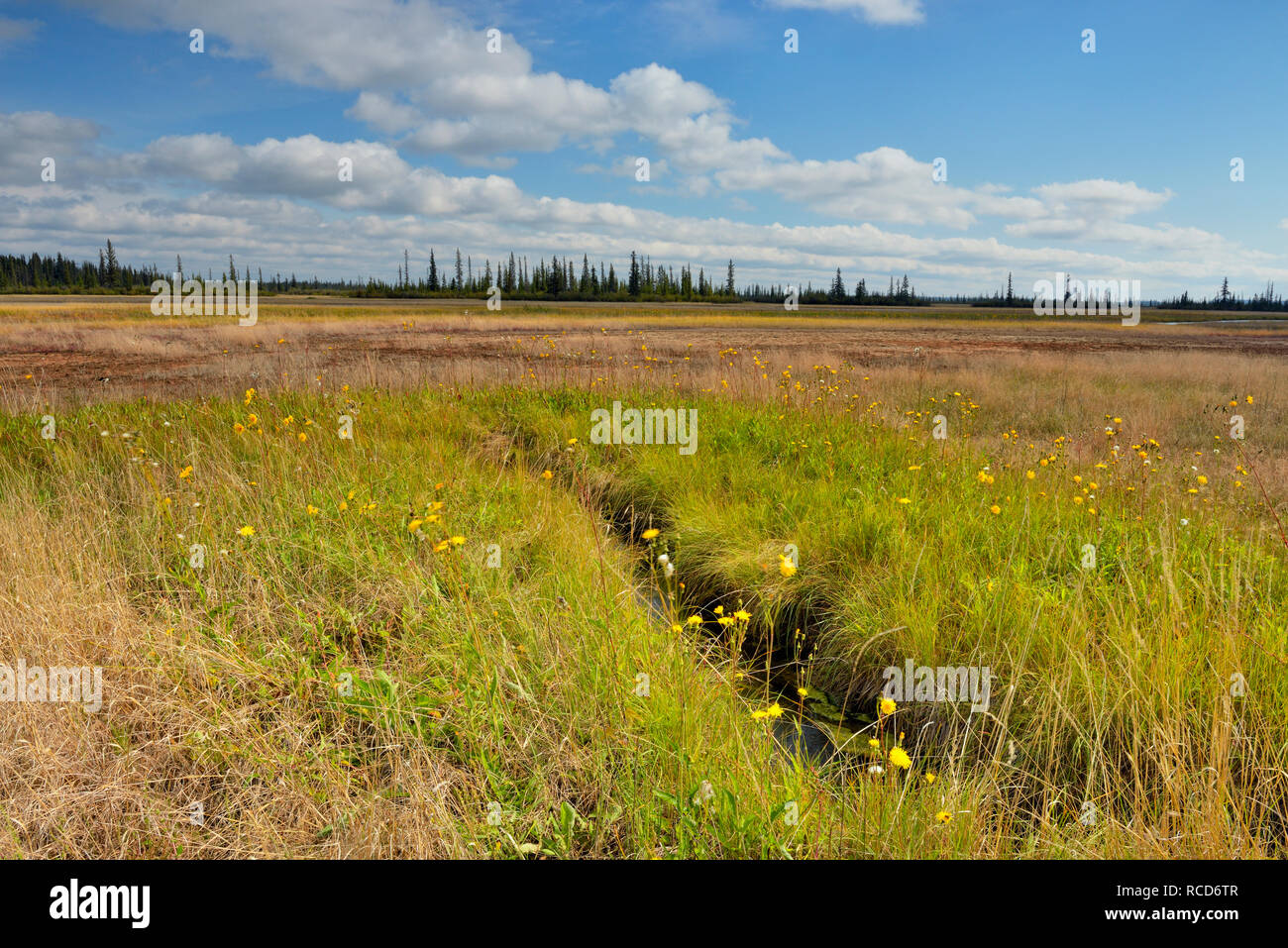 Salt Plains water channel, Wood Buffalo National Park, Alberta, Canada ...