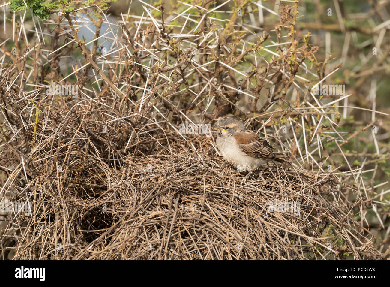 Chestnut Sparrow (Passer eminibey) chick percked on a weaver bird nest ...