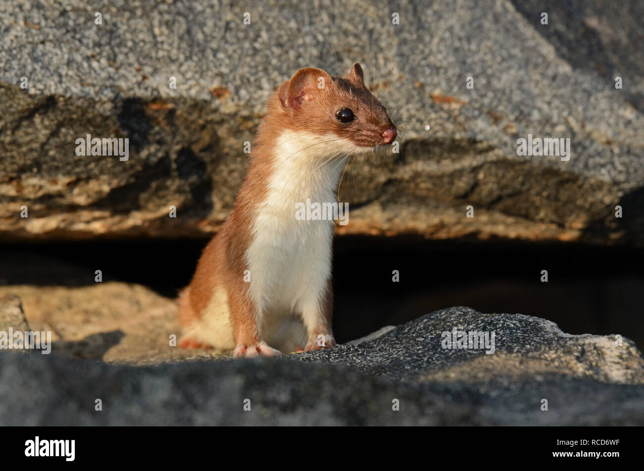 Ermine stoat hunting hi-res stock photography and images - Alamy