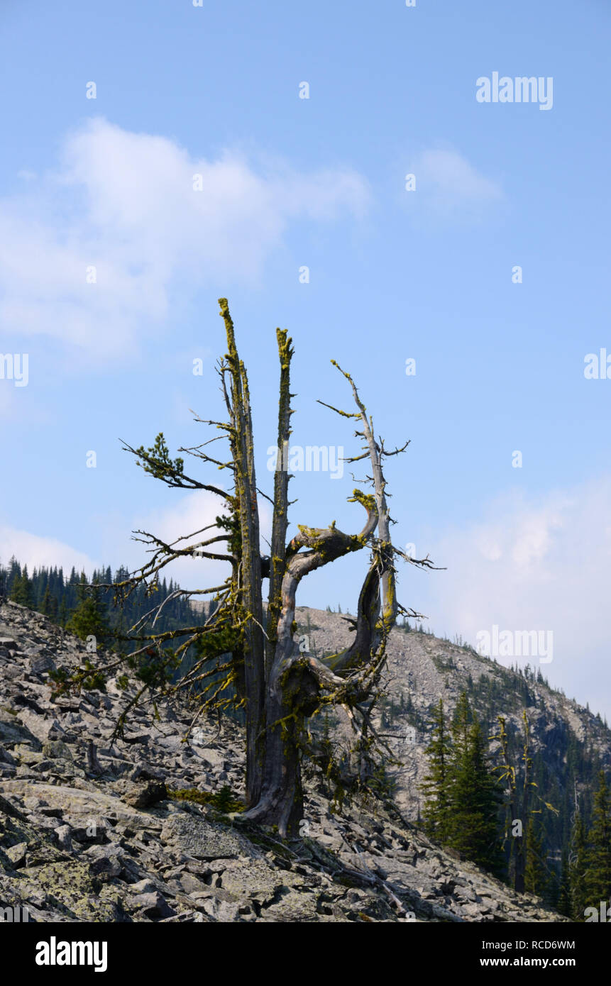 An ancient whitebark pine growing in a talus slope below the summit of ...