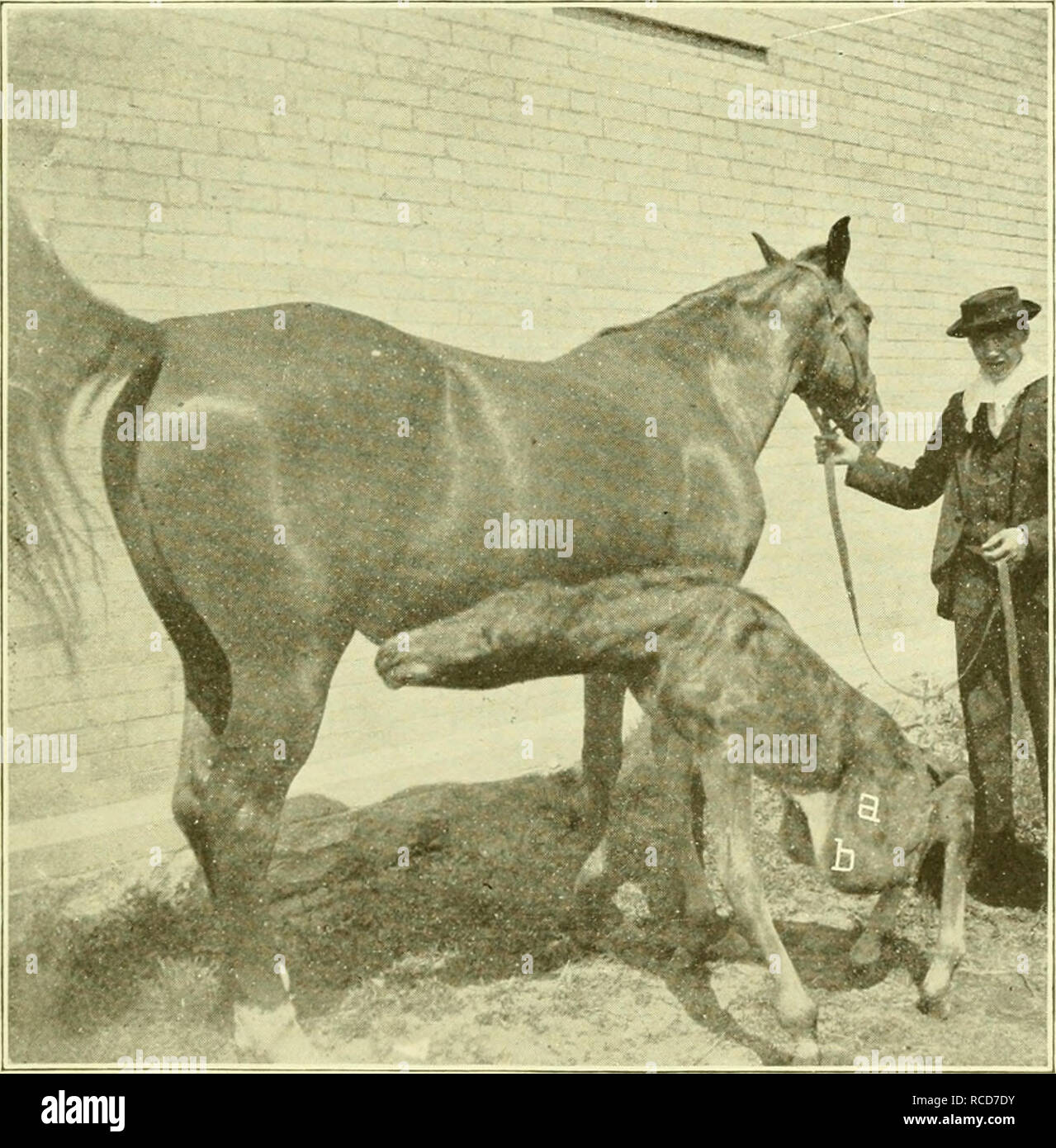 . The diseases of the genital organs of domestic animals. Horses ...