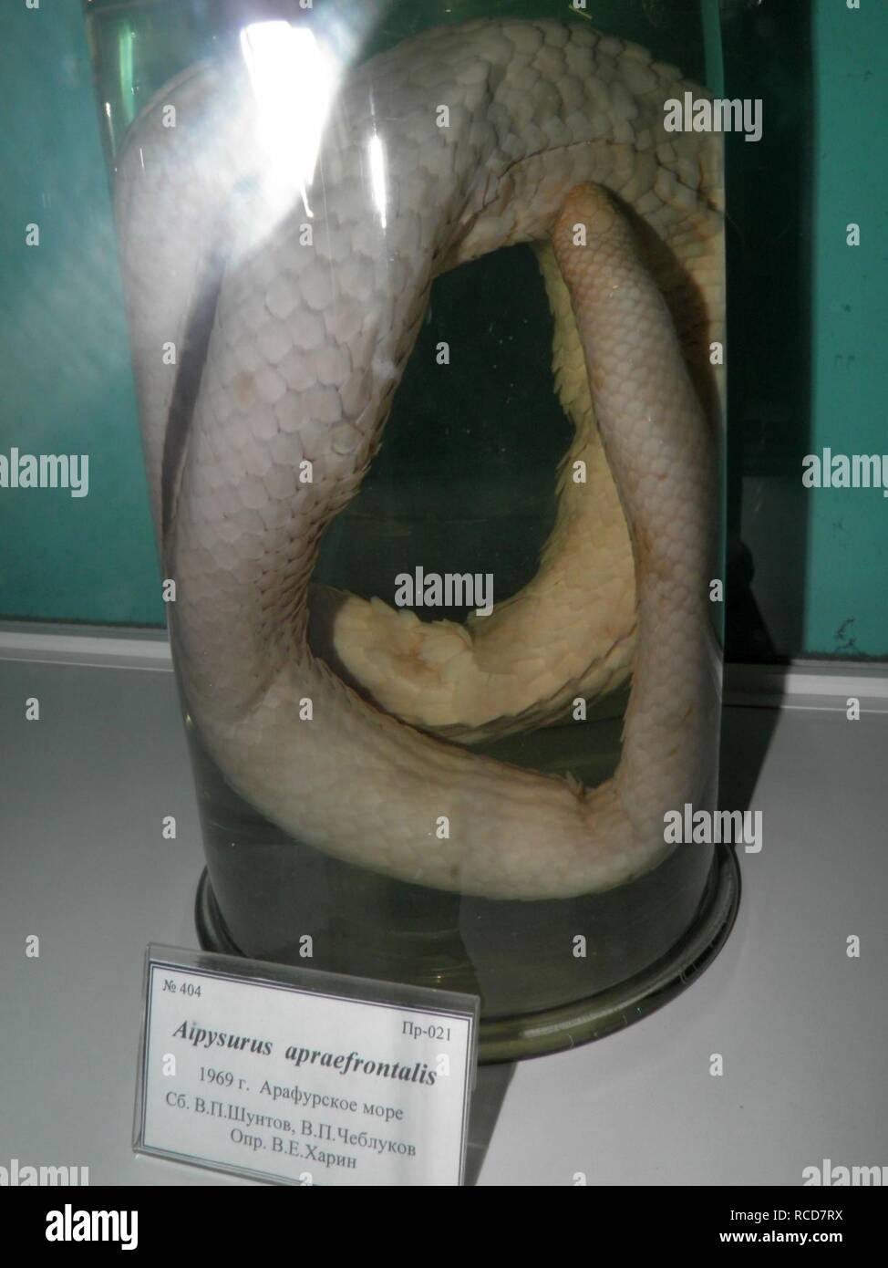 Aipysurus hi-res stock photography and images - Alamy