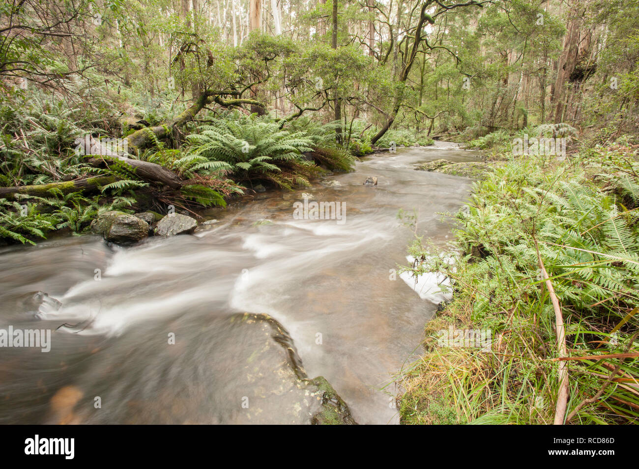 Wombat state forest hi-res stock photography and images - Alamy