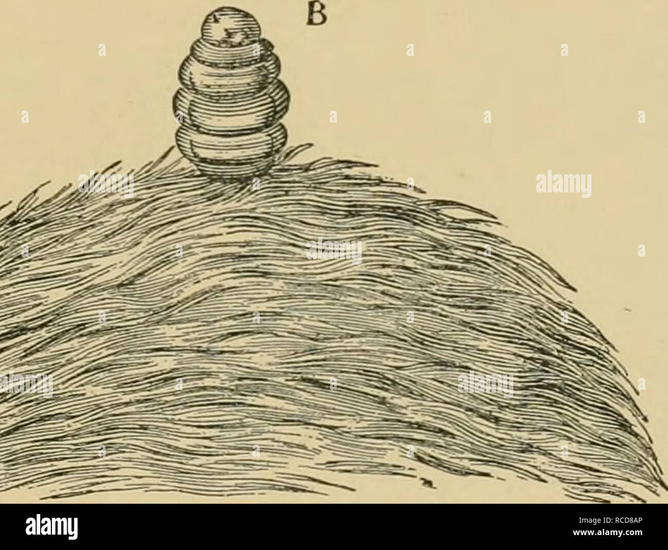 . Diseases of cattle, sheep, goats and swine. Veterinary medicine. Fio ...