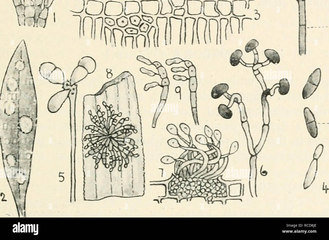 Pycnidia Stock Photos & Pycnidia Stock Images - Alamy