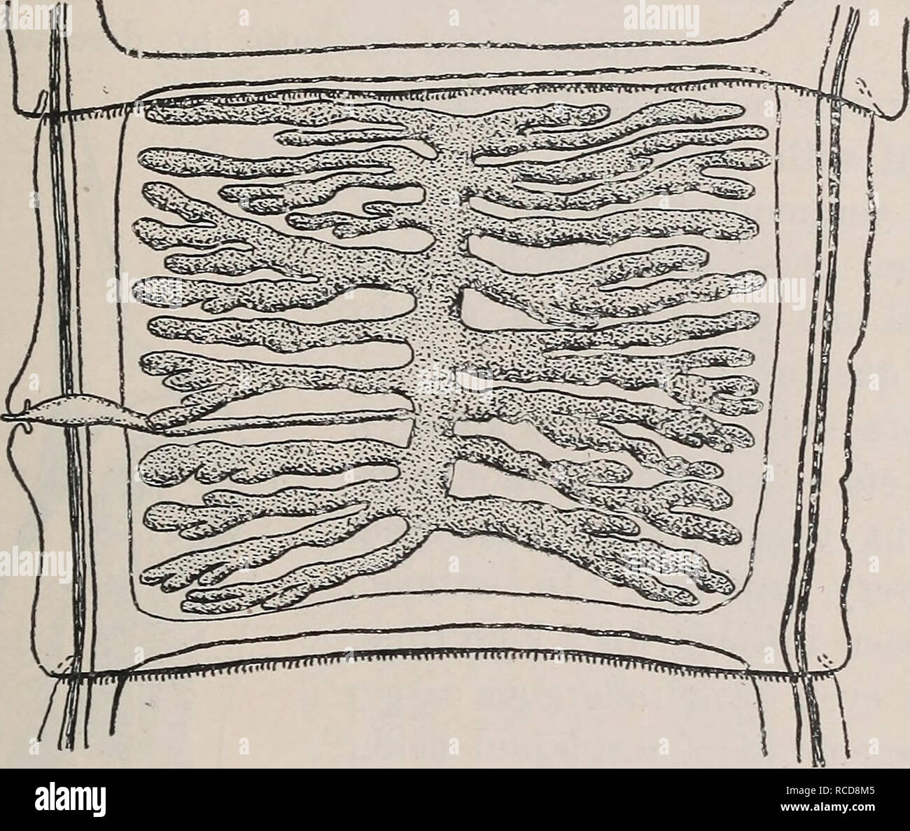 . Diseases of cattle, sheep, goats and swine. Veterinary medicine ...
