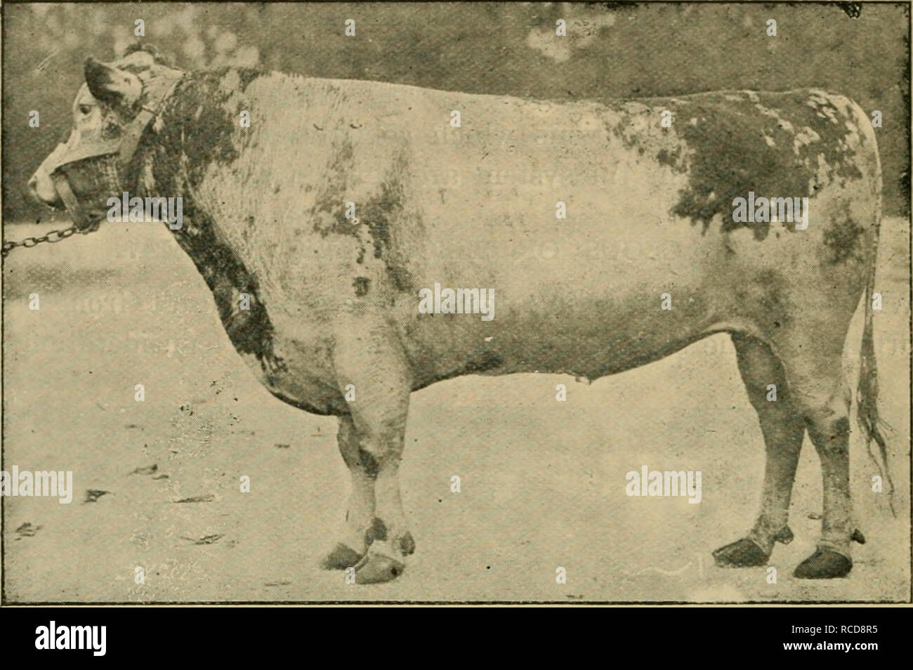 Atrophy Skin High Resolution Stock Photography and Images - Alamy