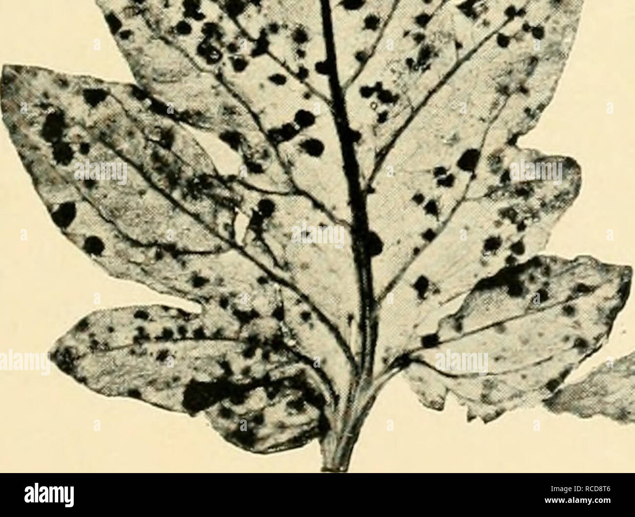 William nowell hi-res stock photography and images - Alamy