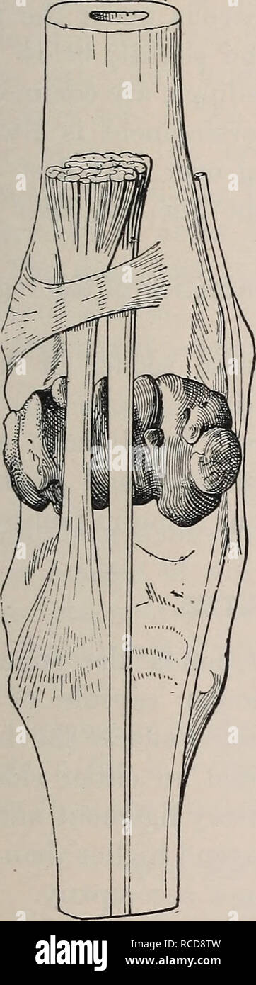 . Diseases of cattle, sheep, goats and swine. Veterinary medicine ...