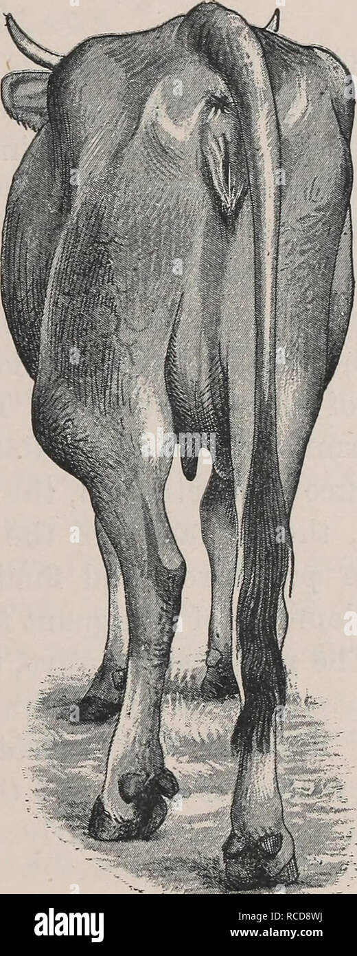 . Diseases of cattle, sheep, goats and swine. Veterinary medicine. Fig ...