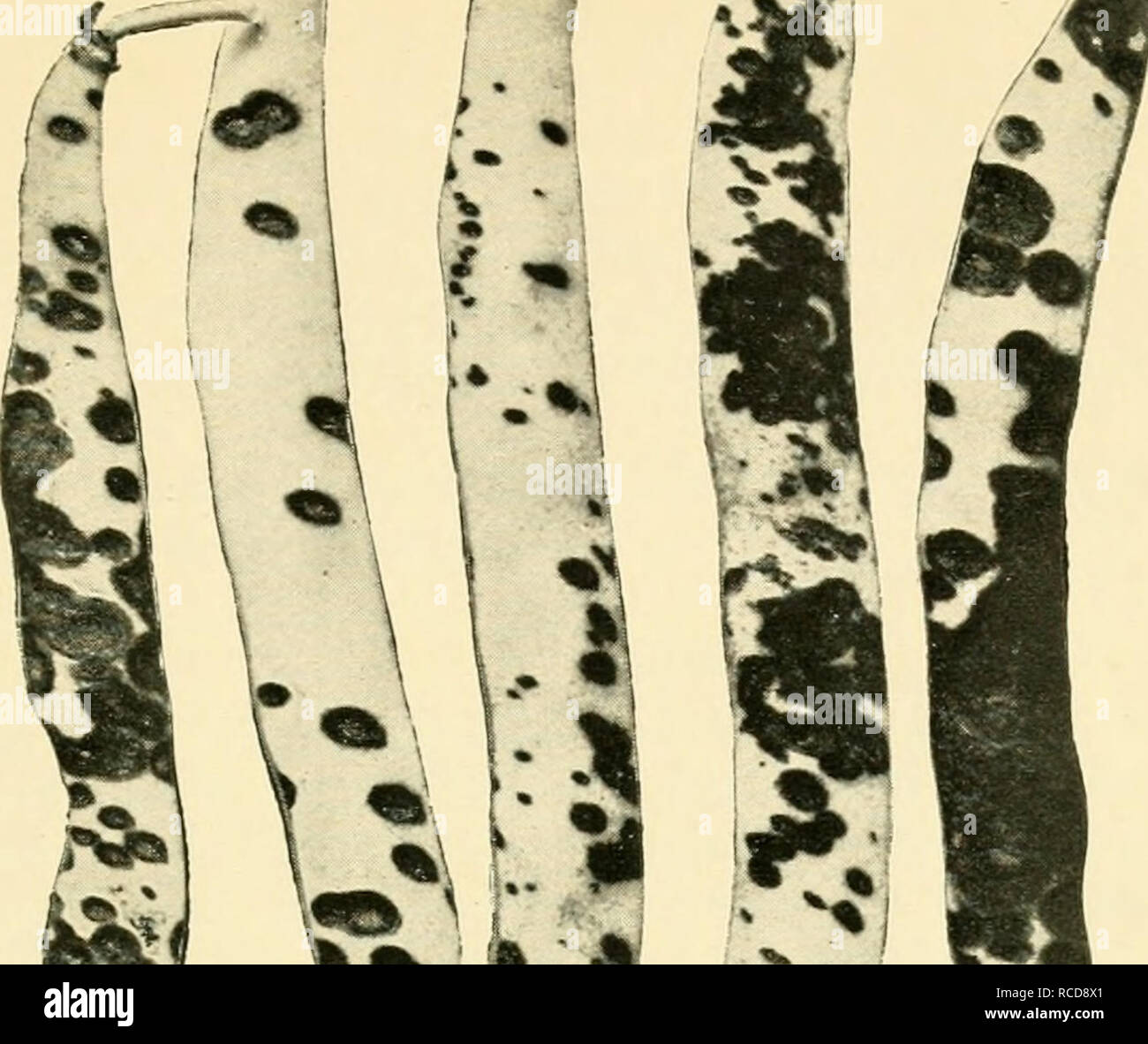 . Diseases of crop-plants in the Lesser Antilles. Tropical plants ...