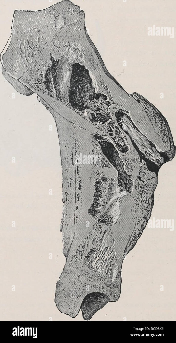 . Diseases of cattle, sheep, goats and swine. Veterinary medicine. 28 ...