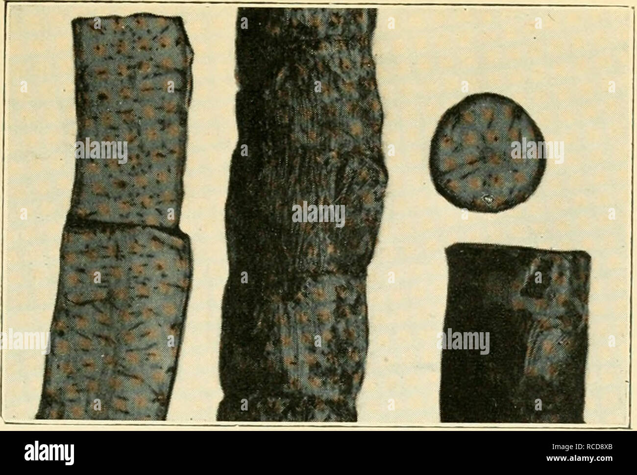 William nowell hi-res stock photography and images - Alamy