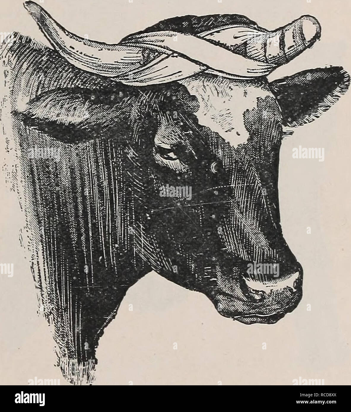 . Diseases of cattle, sheep, goats and swine. Veterinary medicine ...