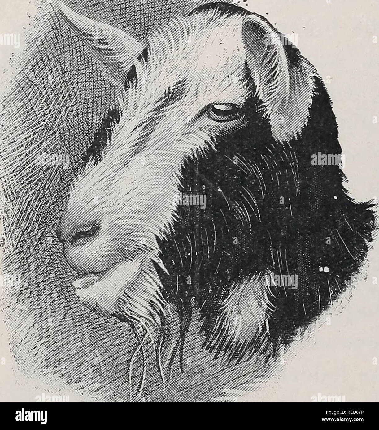 . Diseases of cattle, sheep, goats and swine. Veterinary medicine. 14 ...