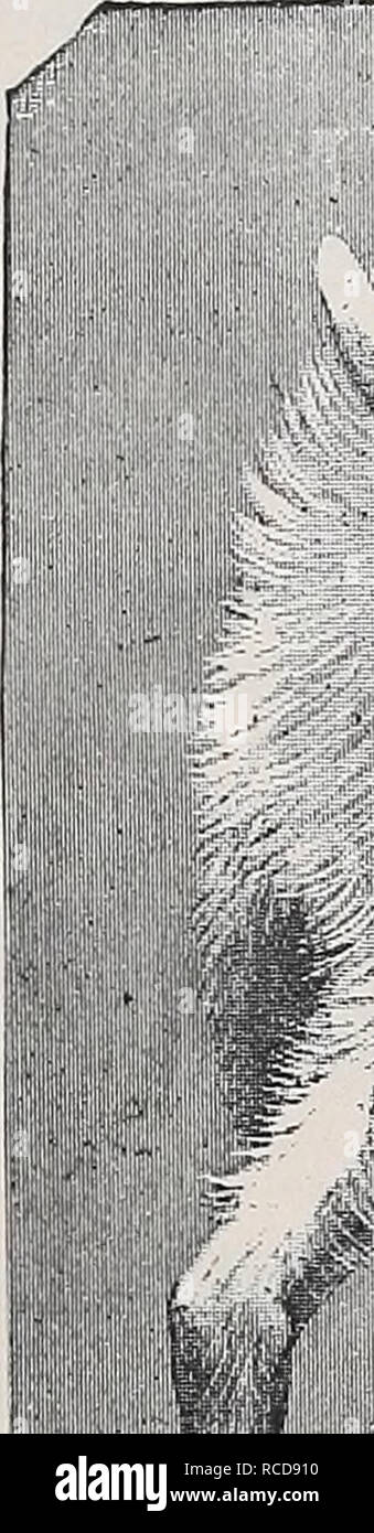 Skoliosis hi-res stock photography and images - Alamy