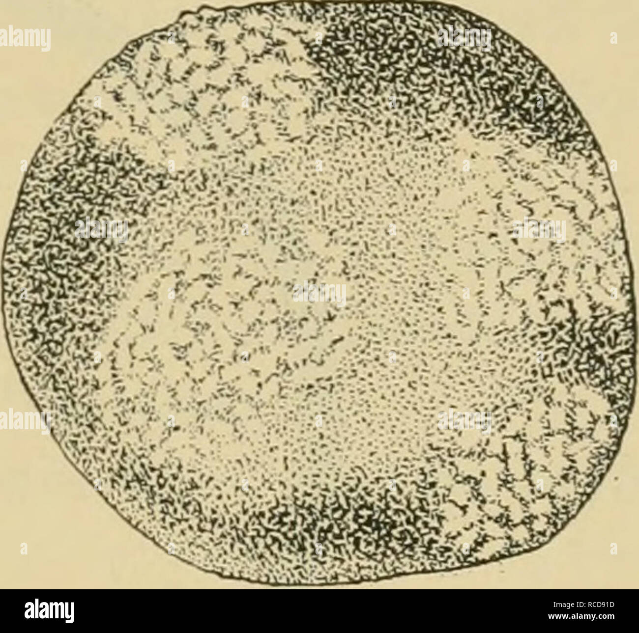 . Diseases of cattle, sheep, goats and swine. Veterinary medicine ...