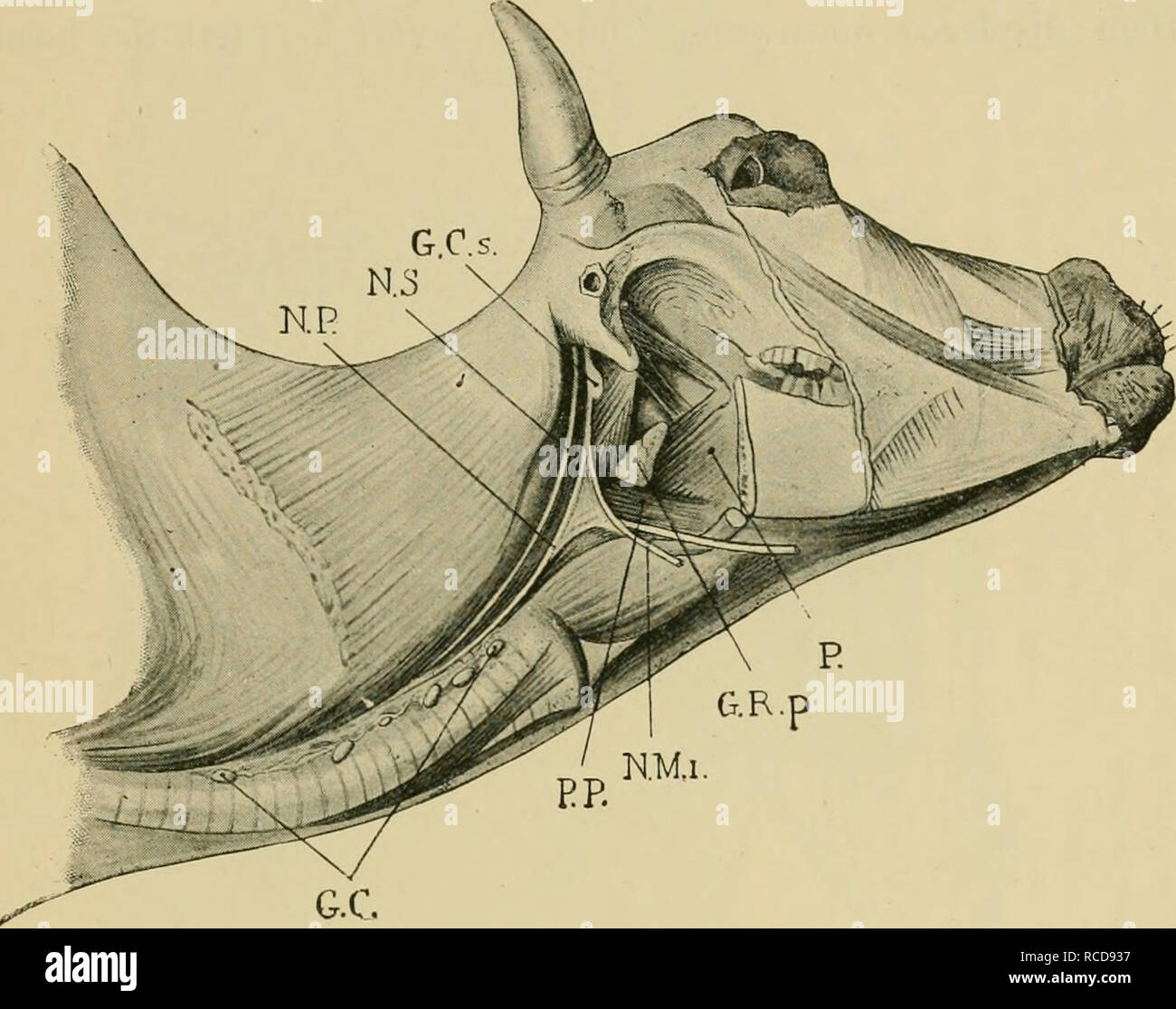 . Diseases of cattle, sheep, goats and swine. Veterinary medicine ...