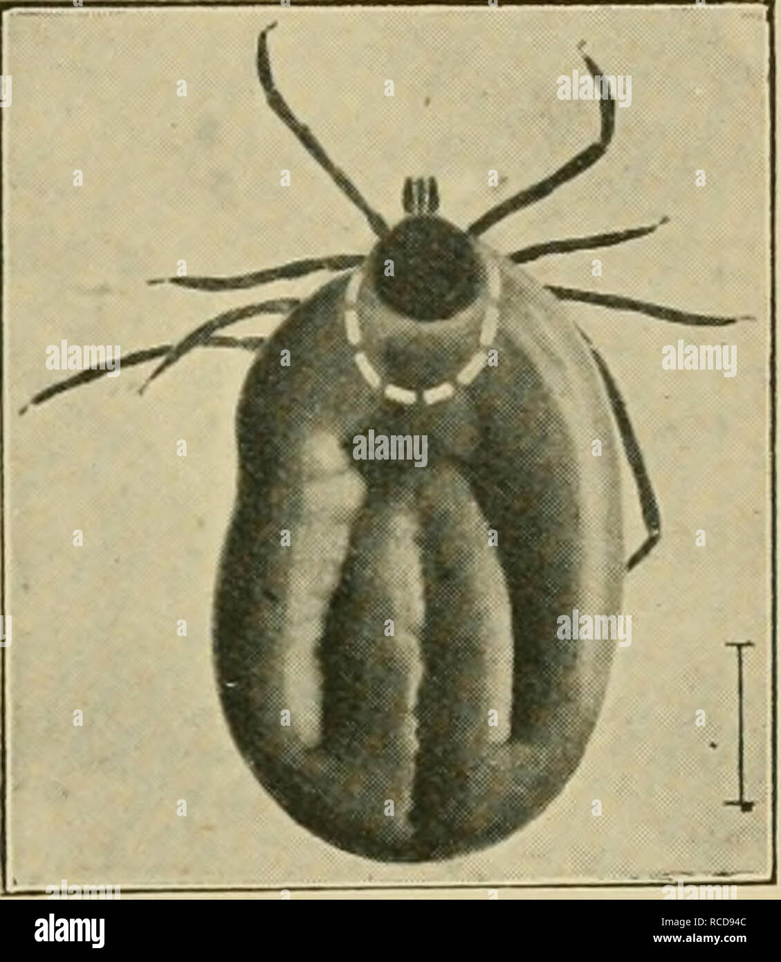 . Diseases of cattle, sheep, goats and swine. Veterinary medicine ...