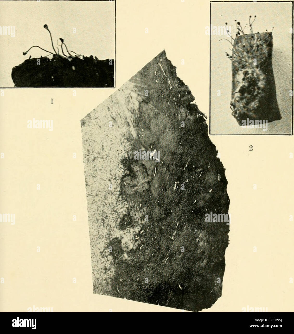 . Diseases of crop-plants in the Lesser Antilles. Tropical plants ...