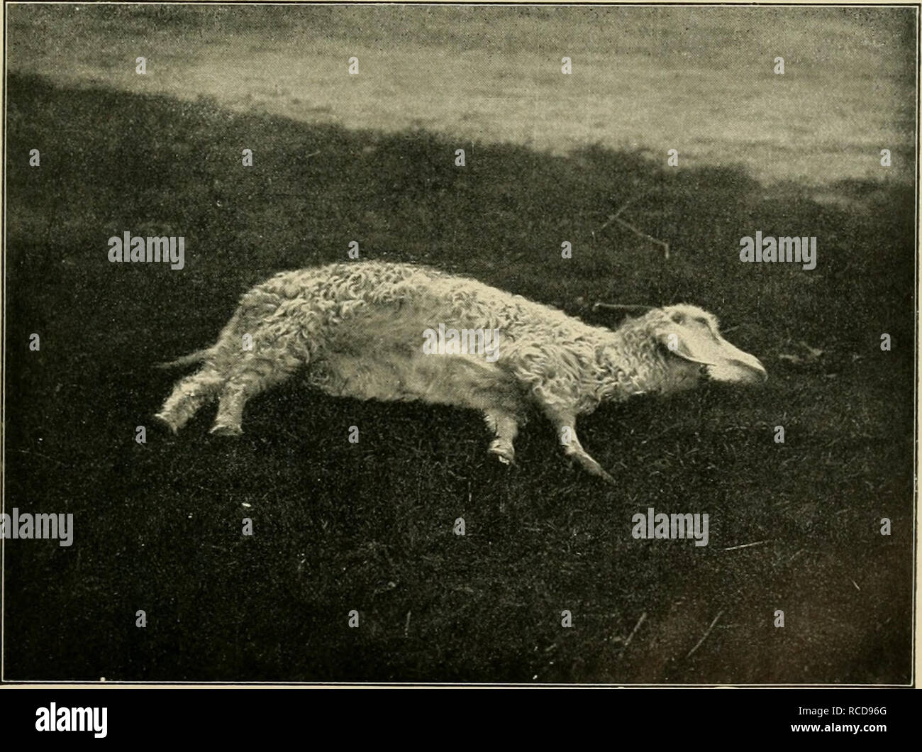 Angora sheep goats hi-res stock photography and images - Alamy