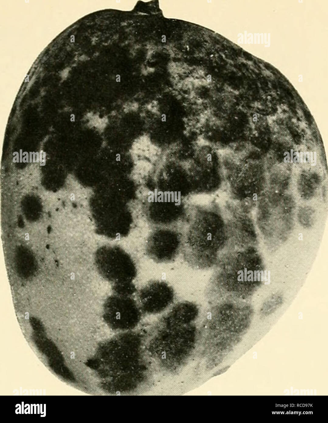 William nowell hi-res stock photography and images - Alamy