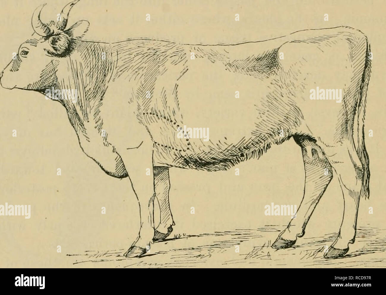 . Diseases of cattle, sheep, goats and swine. Veterinary medicine. 3D2 ...