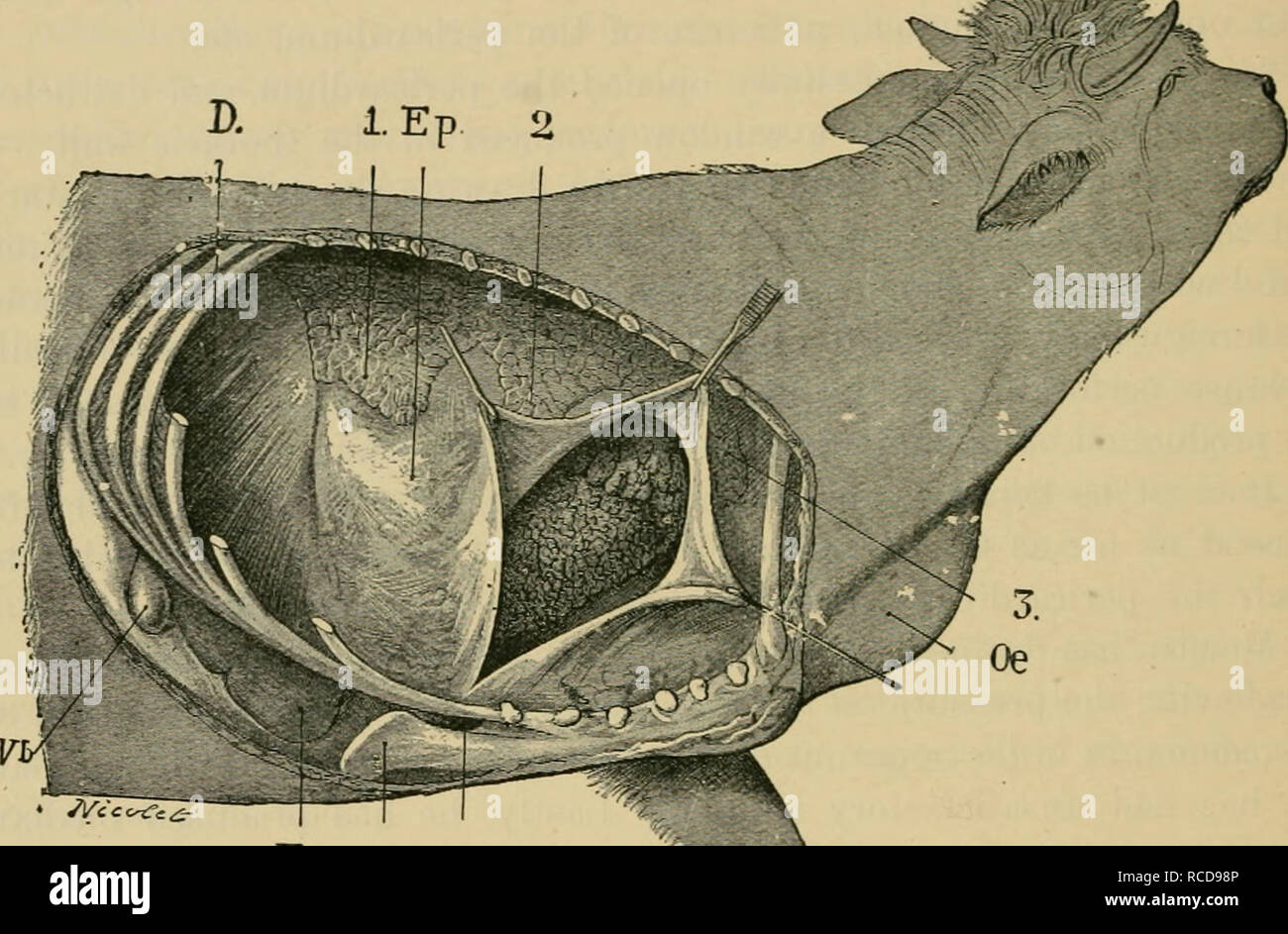 . Diseases of cattle, sheep, goats and swine. Veterinary medicine. 386 ...